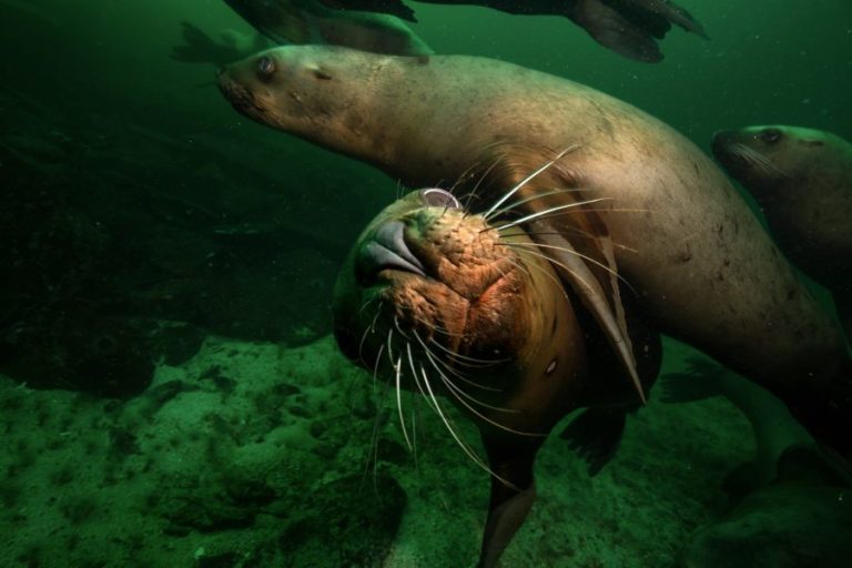 Scuba Diving Victoria